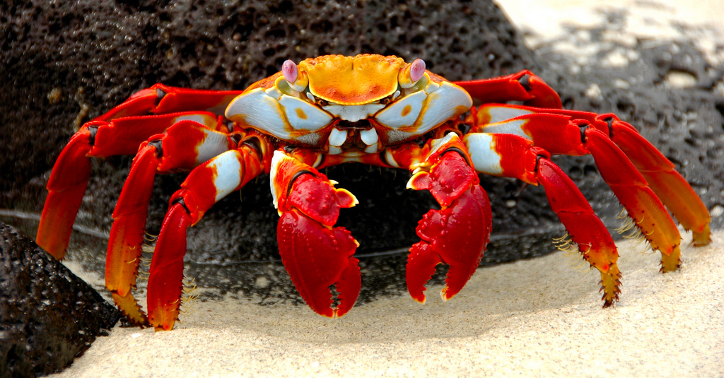 Real Monstrosities: Sally Lightfoot (Grapsus grapsus)