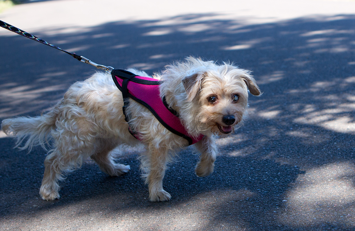 Shelter Dogs of Portland: "CAMILLA" Happy 15lb terrier type -Indigo Rescue