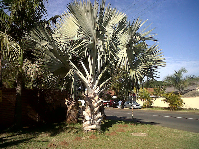 iziHlahla zeTheku: Durban Celebrates Trees: Lala Palm, Hyphaene coriacea