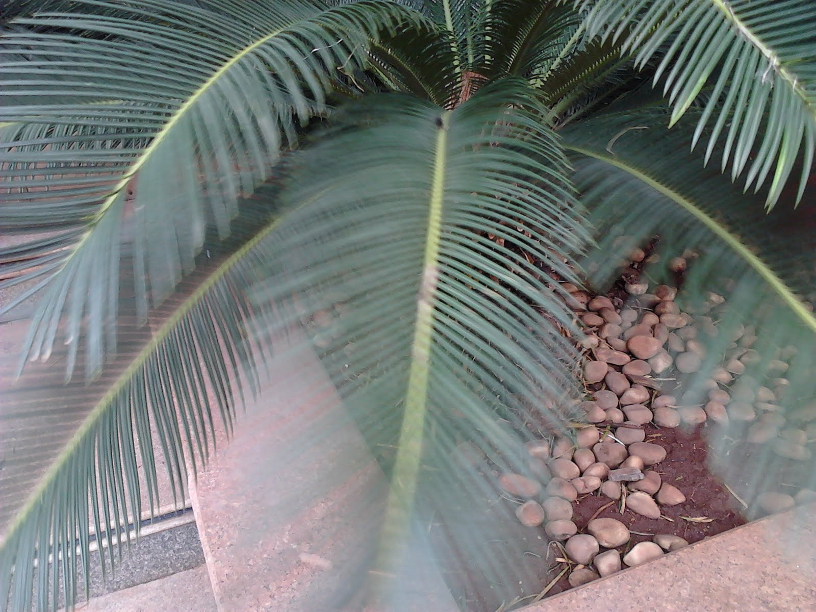 Garden Care Simplified: The Cycas Plant