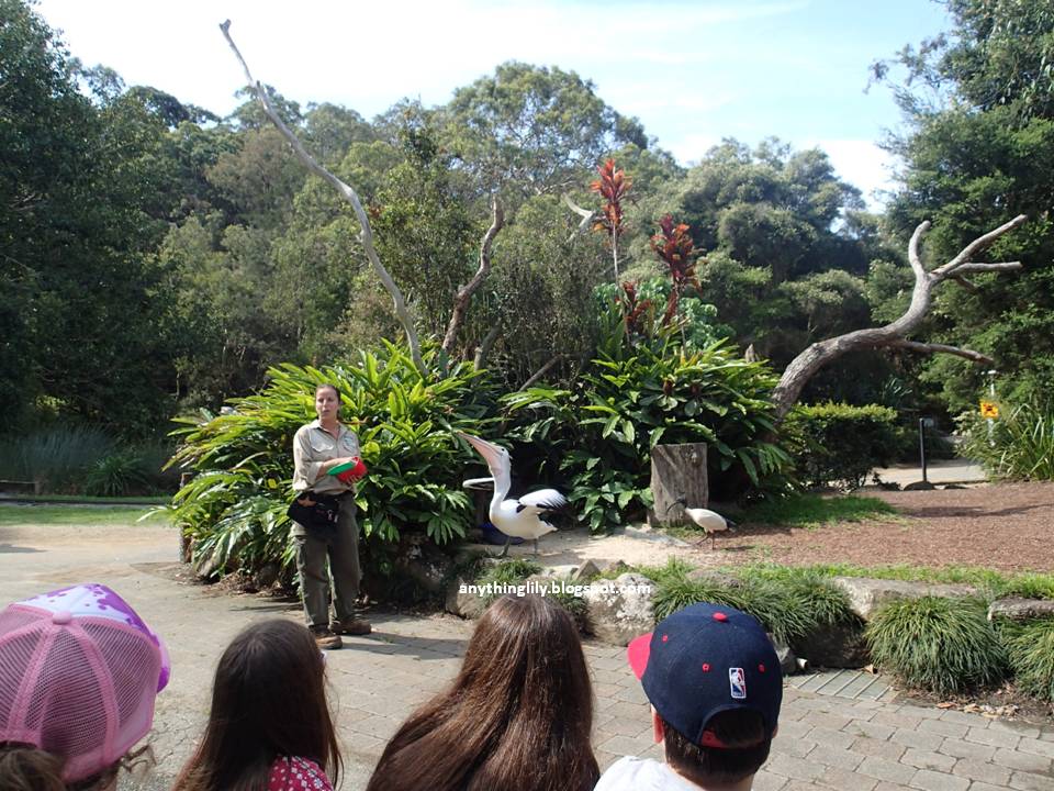 anythinglily: Currumbin Wildlife Sanctuary: Review And Photos