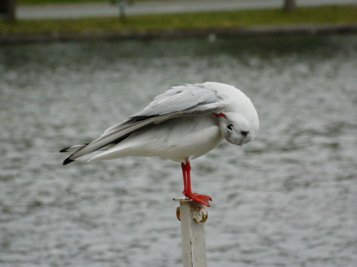 LA MULTI ANI, ROMANIA!: Pescarusi