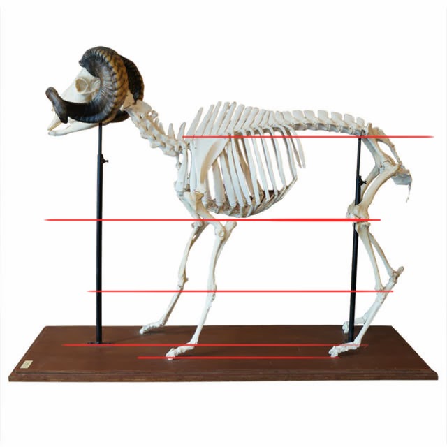 Ram's Horn: Ram Anatomy