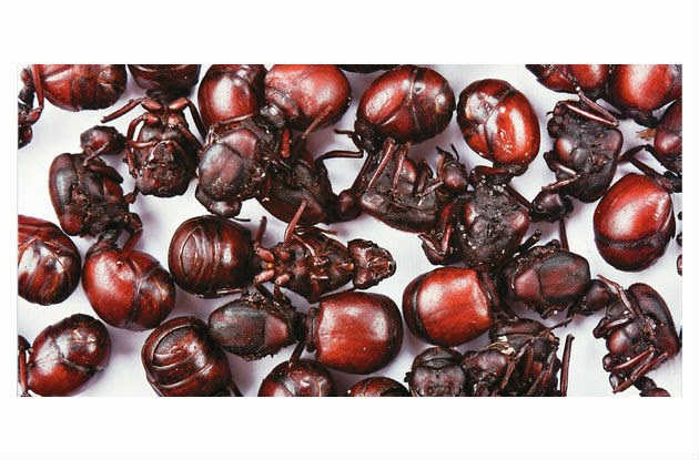 andandoporbogota: LAS HORMIGAS CULONAS EN COLOMBIA