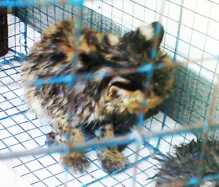POPURI REPTILES: POPURI REPTILES : KUCING HUTAN/ MACAN AKAR ( FLAT ...