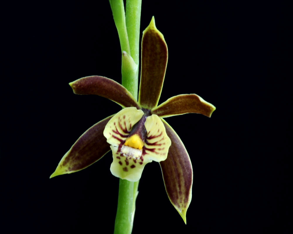 Asociación Jalisciense de Orquideología: Descripciones de Plantas (O a P)