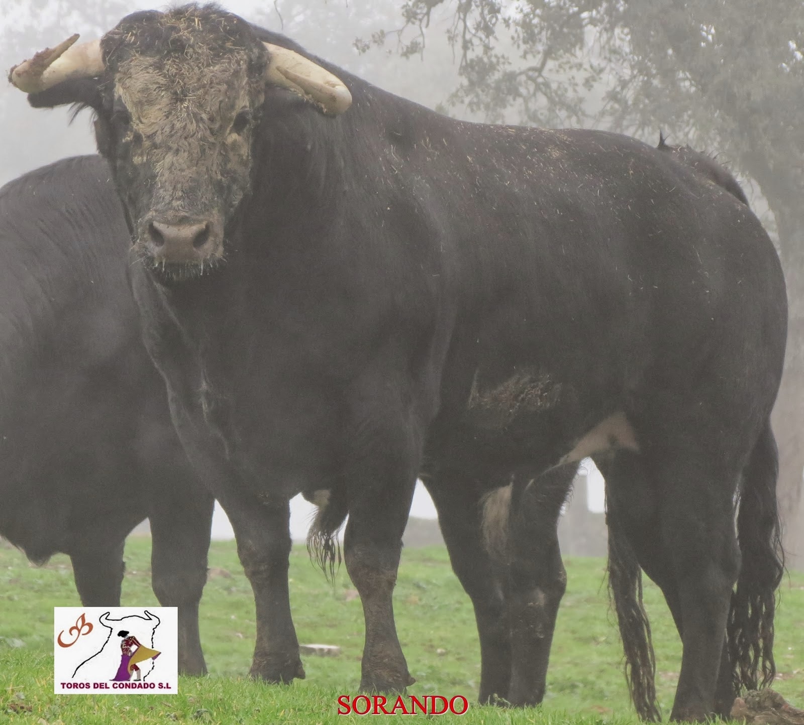 Ruedo Villanovense: TORO DE SORANDO PARA LA CONCURSO DE VILLANUEVA DEL ...