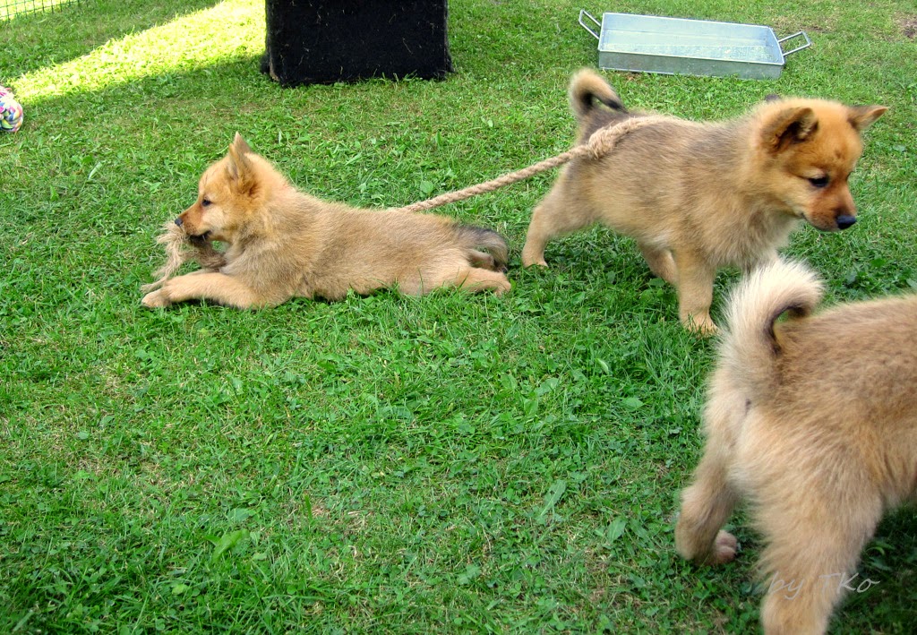 Periferialife: Puppies - suomenpystykorvan pennut