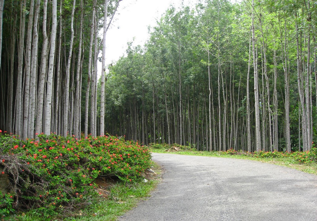 Tamilnadu Tourism: Yercaud