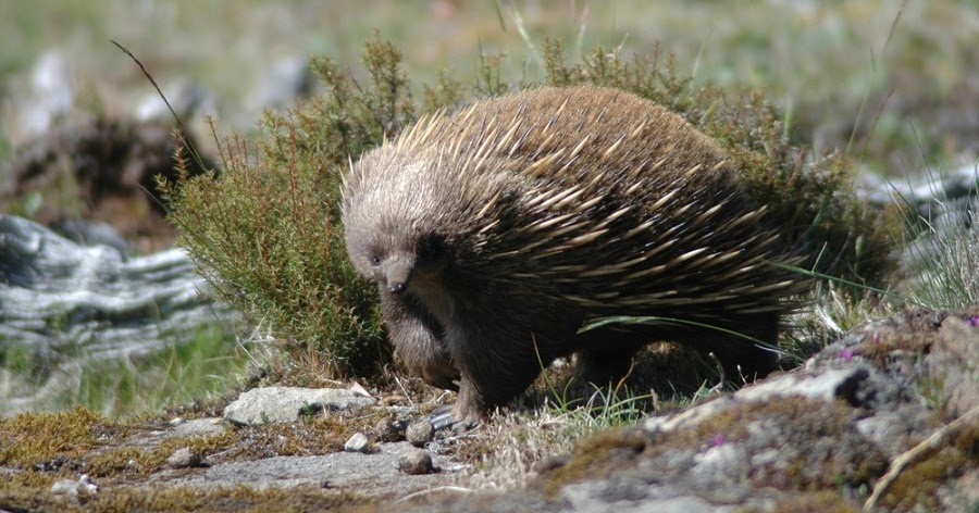 TVL: ANIMAL DA SEMANA - Equidna