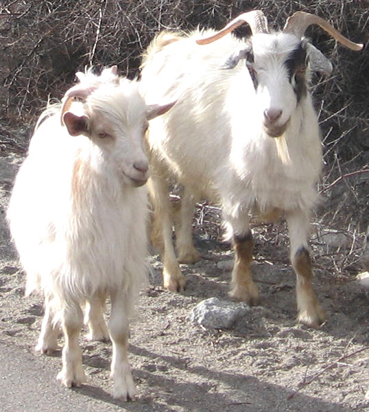 Changthangi Goat: Characteristics, Origin, Uses & Full Breed Information