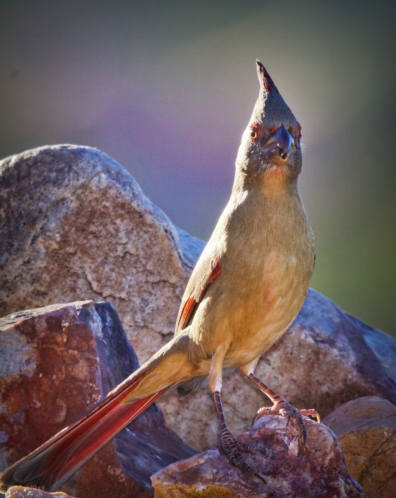 Feather Tailed Stories: (southwest) Northern Cardinal / Pyrrhuloxia