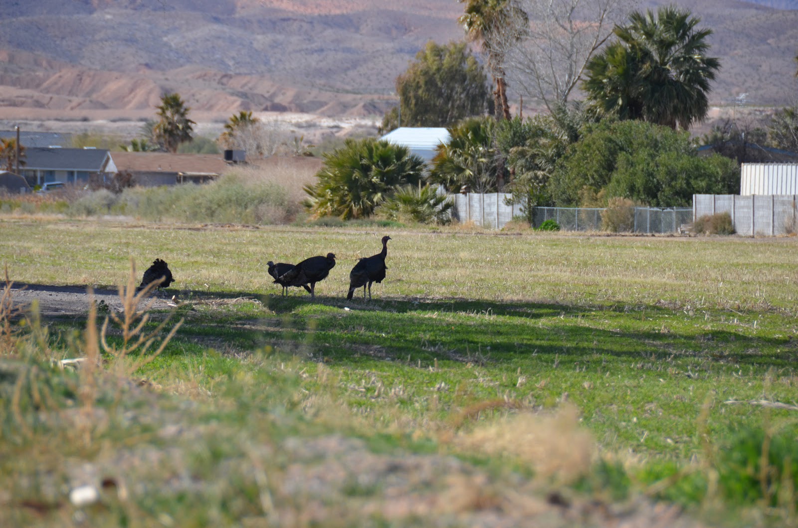 John's Full Time RV Travels: Moapa Valley visit