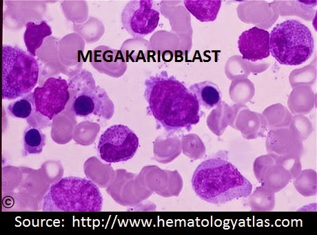 Lab Atlas: Megakarioblast