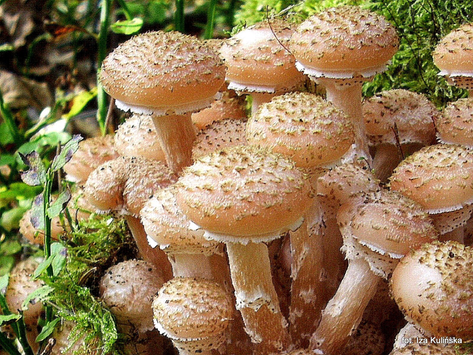 Smaczna Pyza: 09/01/2013 - 10/01/2013