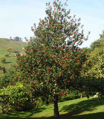 EL ACEBO (Ilex) CARACTERÍSTICAS Y CUIDADOS