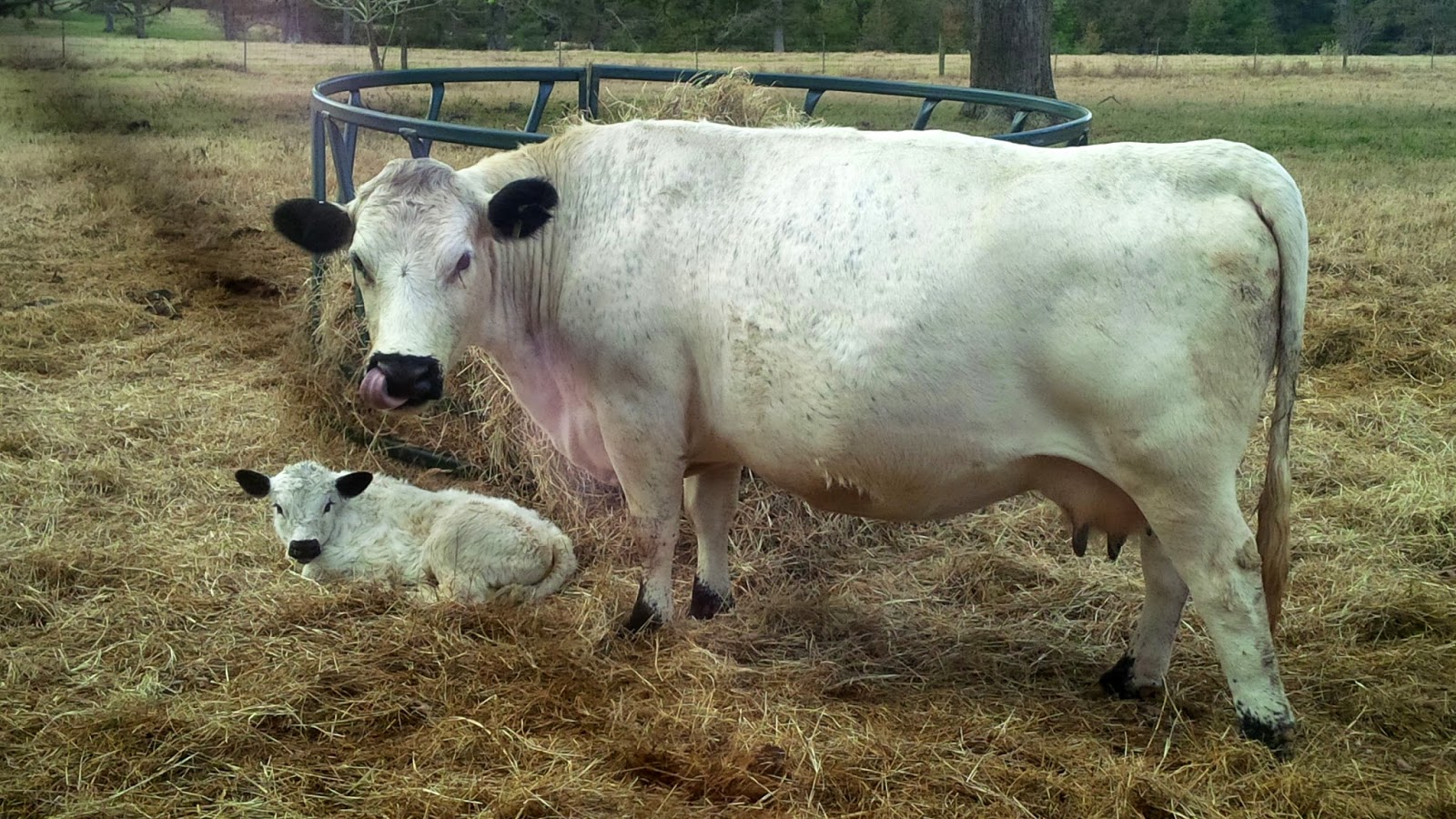 British White Cattle in Southeast Texas - JWest Cattle Company: British ...