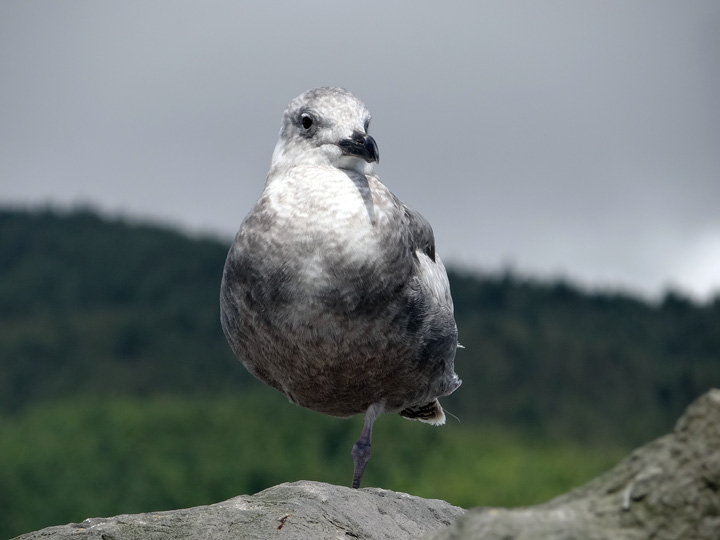 Reflections From the Fence: Port of Garibaldi and the North Jetty of ...