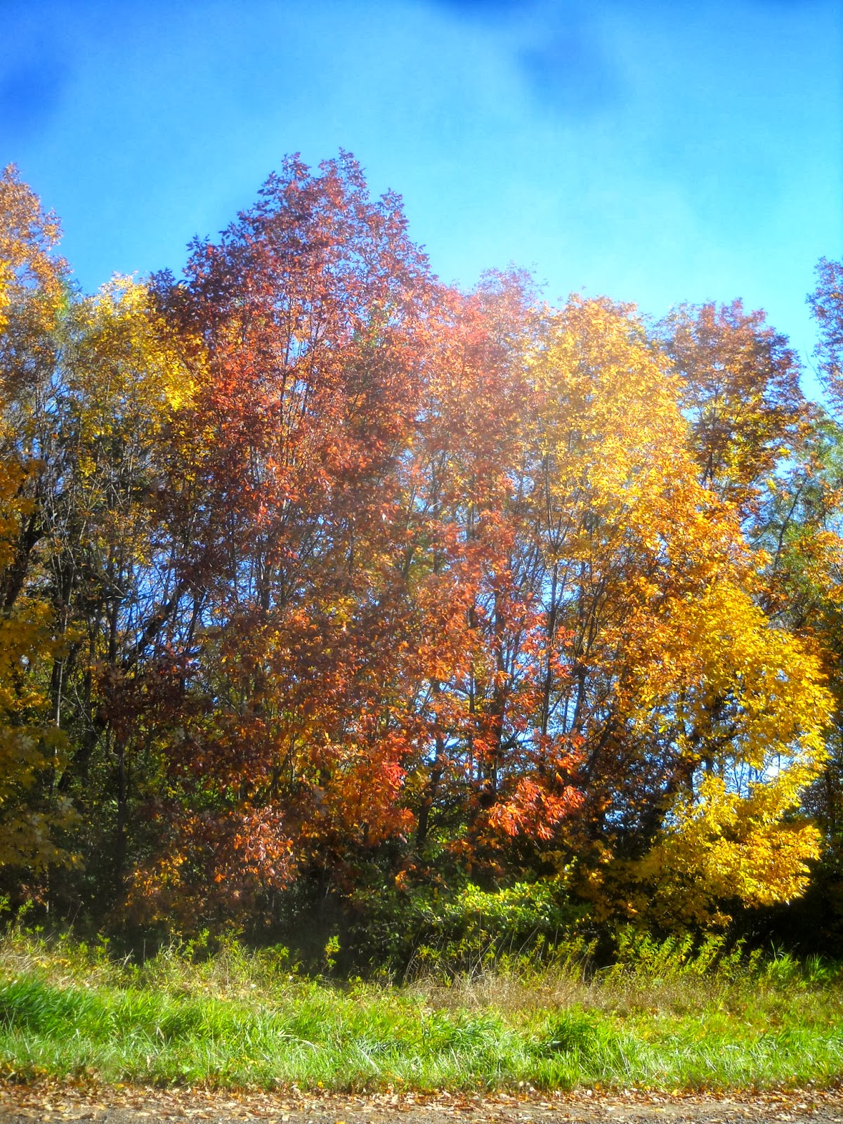 Art's Bayfield Almanac: ASH SPECIES FALL LEAF COLOR