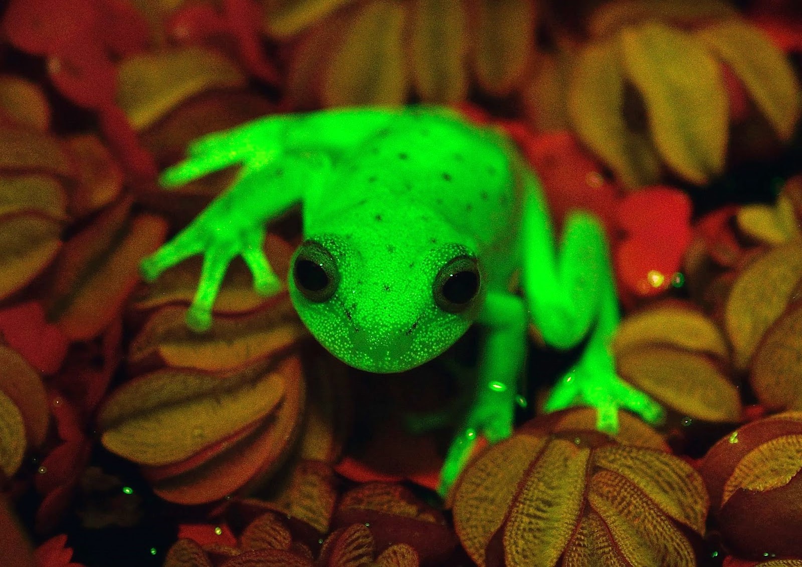 Fieggentrio: Licht kikker