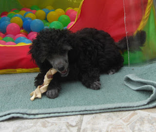 Toypudel & Zwergpudel***PZV 82 e.V.***VDH***FCI***