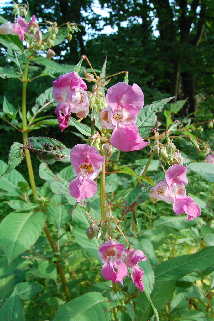 Earth and Space News: American Policeman's Helmet Gardens in Canada ...