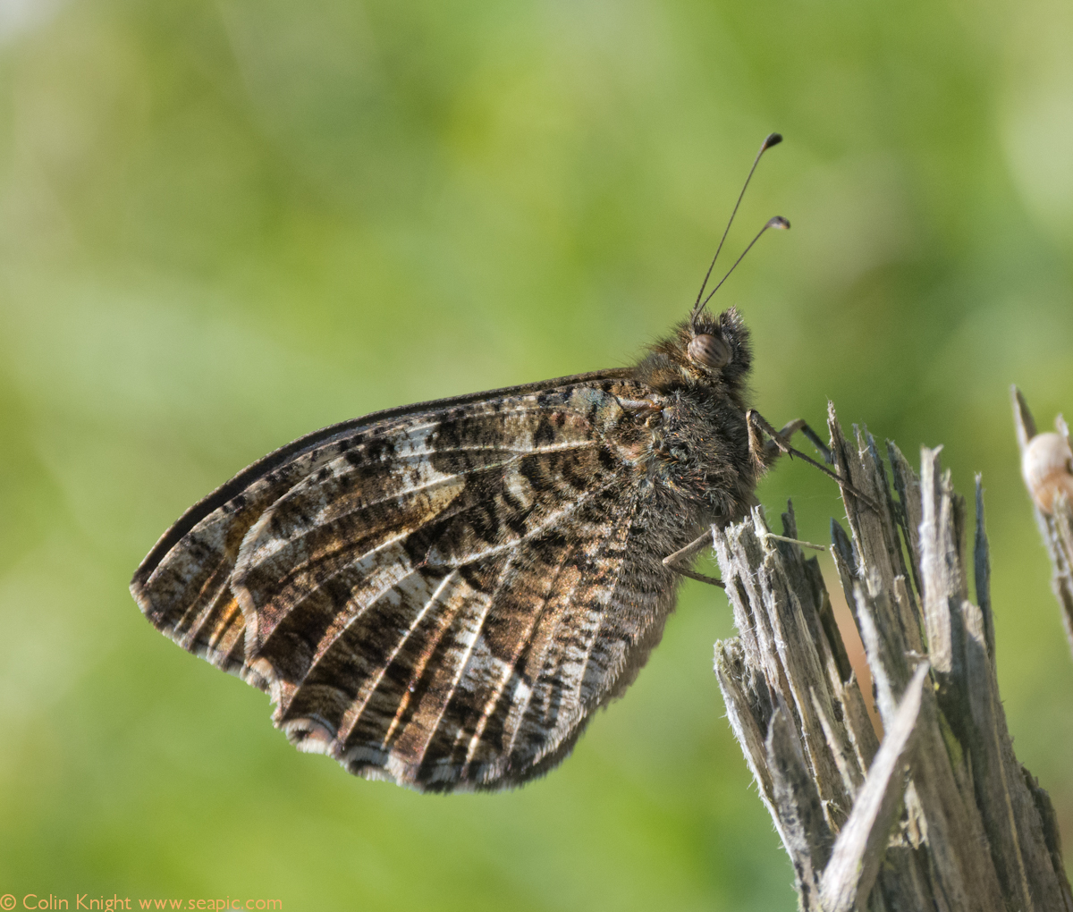 Postcards from Sussex: Grayling Festival at Windover Hill