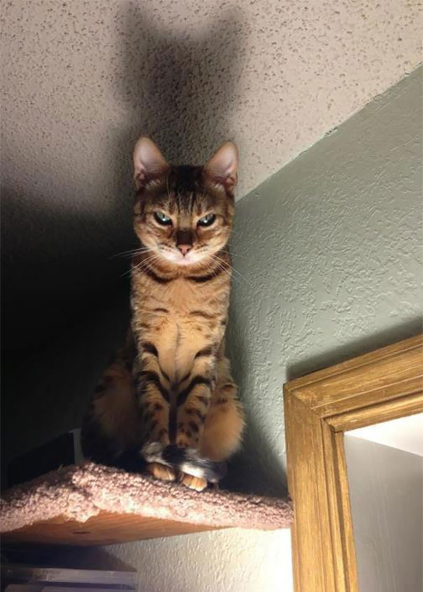 25 Pics Proving That Cats Are Actually Demons.