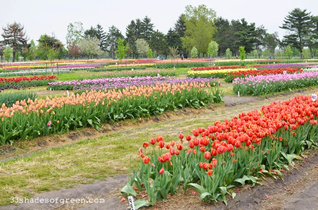 33 Shades of Green: A Walk Through the Tulips