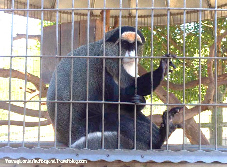 Pennsylvania & Beyond Travel Blog: Family Fun at Lake Tobias Wildlife ...