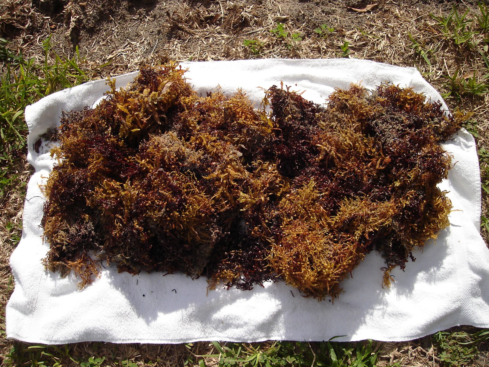 Back to the Basics!: Using Seaweed in the Garden (part 2)