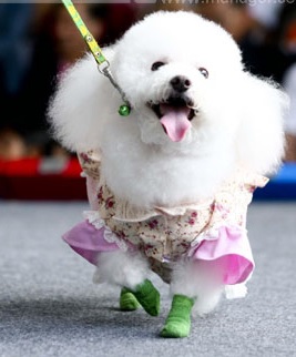 Fufu (dog) - Alchetron, The Free Social Encyclopedia