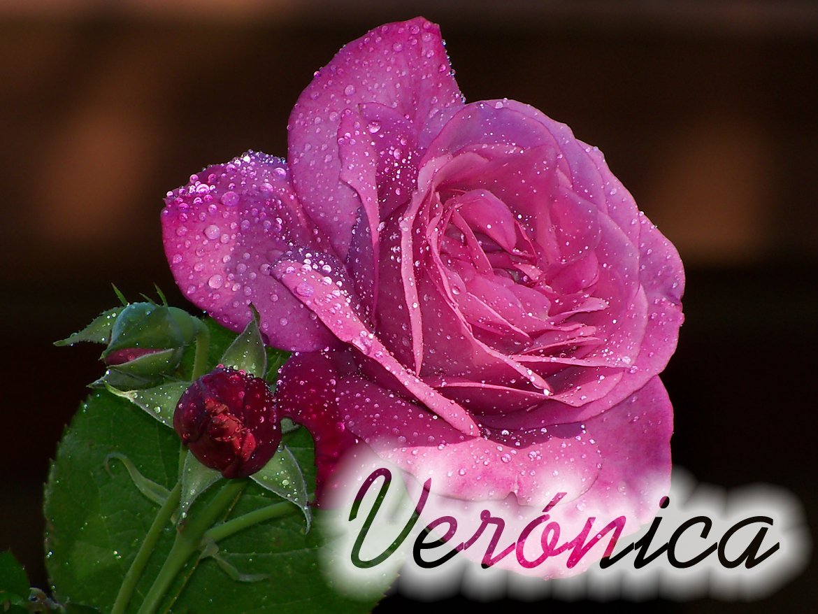 Fotos de rosas con nombres y mensajes de amor