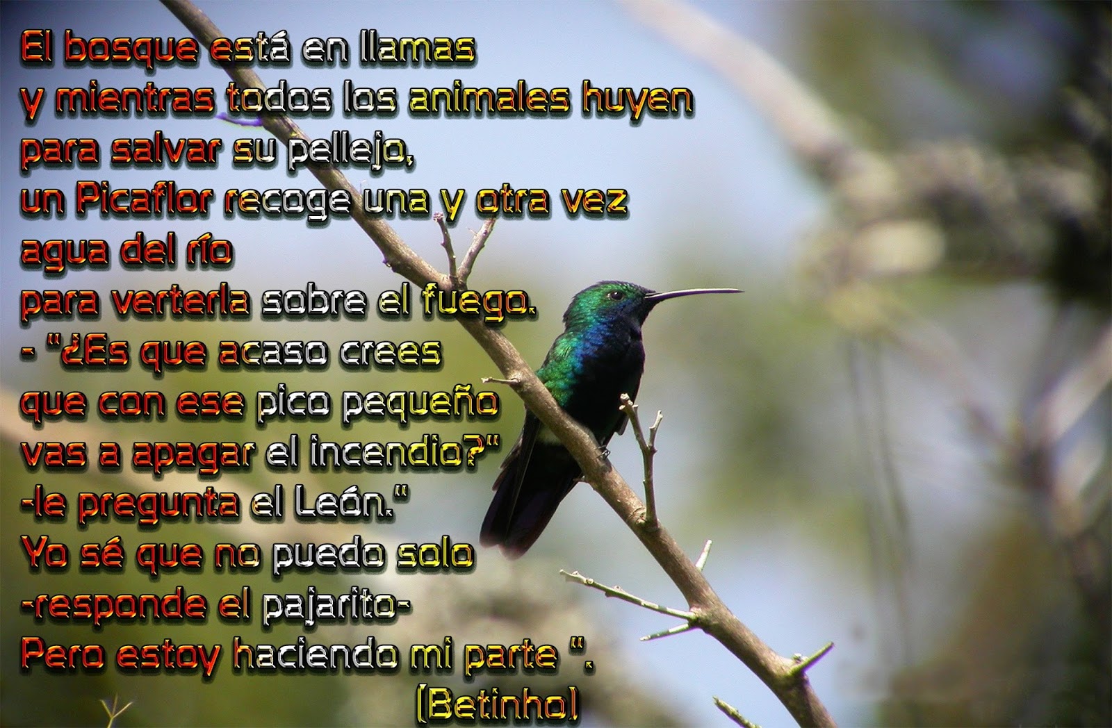 La esencia de lo simple: El colibrí...