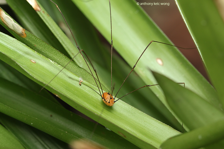 Macro Photography: Harvestmen, Opiliones