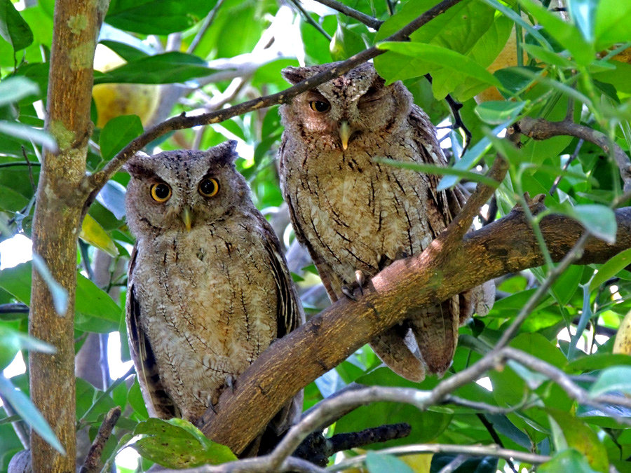 Bellas Aves de El Salvador: Megascops (Otus) cooperi (búho del pacífico ...