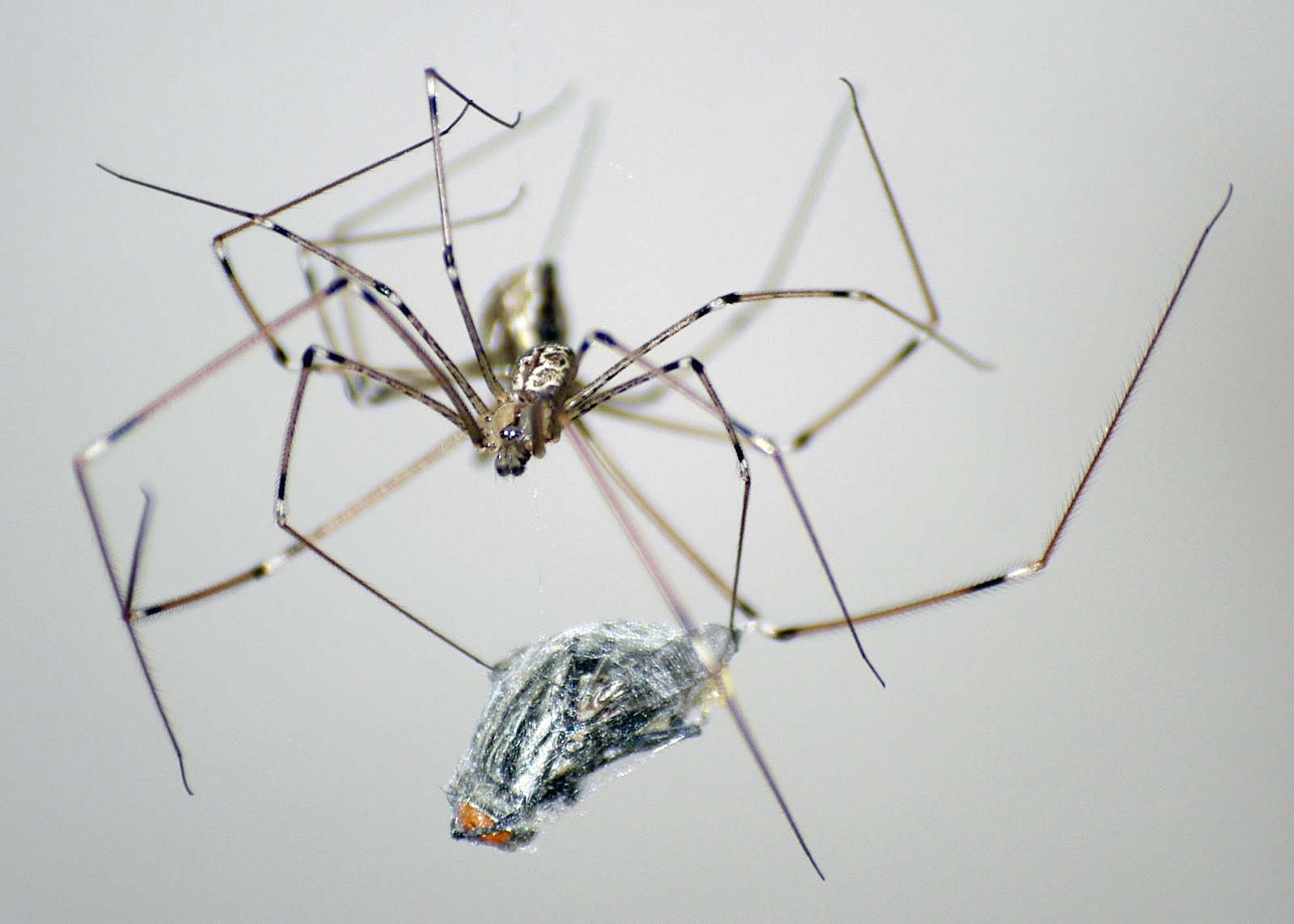 The Beneficial Bee: Whale Hunting