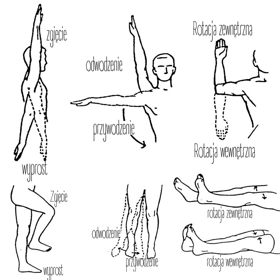 Słowniczek kulturysty I- ruchy oraz trochę anatomii | PolskieSzafiarki ...