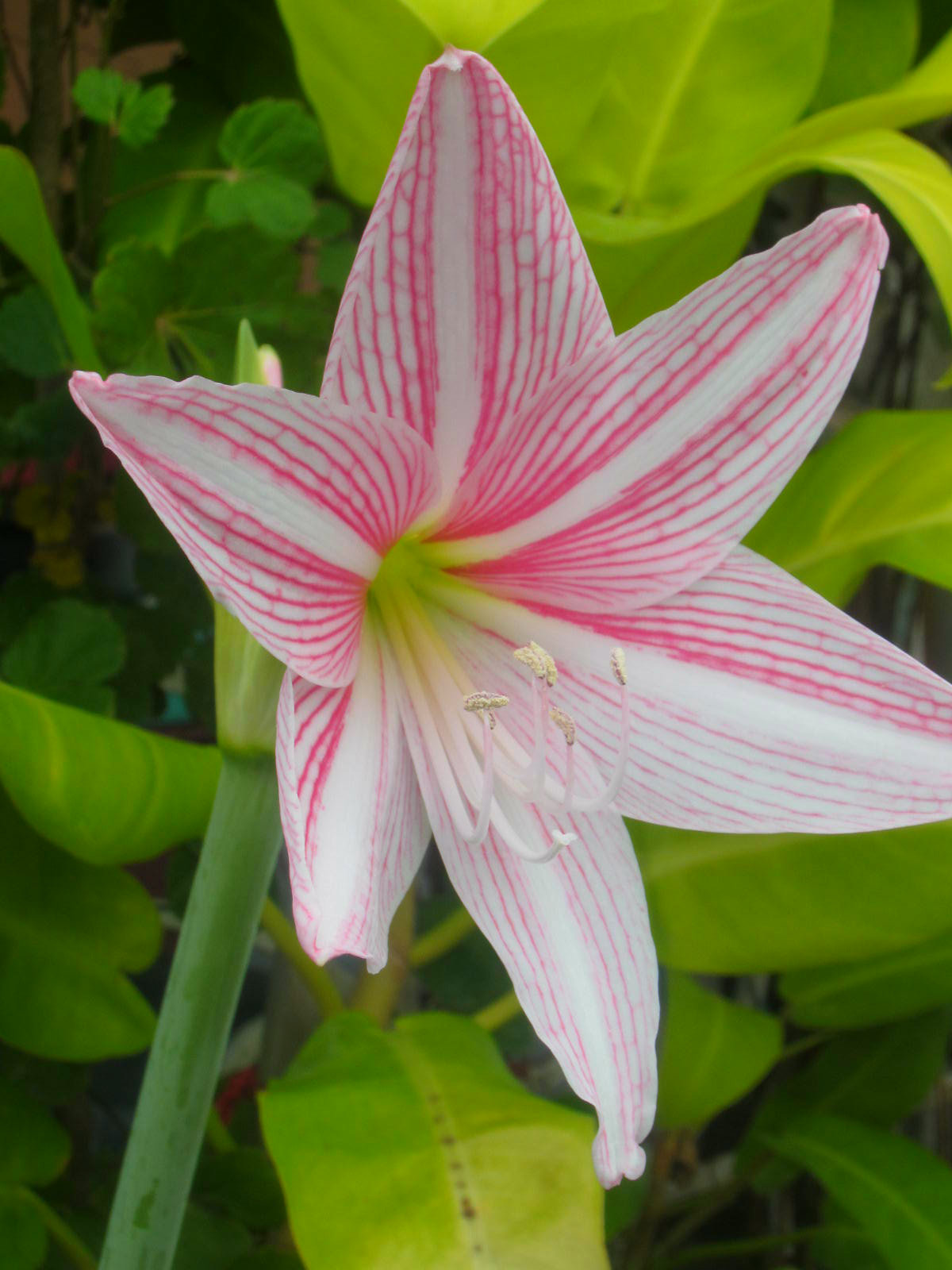 Lirio - JungleKey.fr Image #150