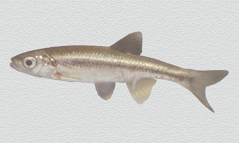 FAUNA-CERCANA: 13 - PECES de río frecuentes en el sur de ESPAÑA.