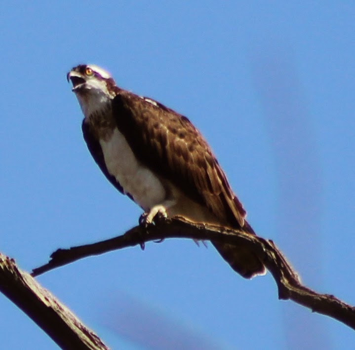 Aves: Avi Fauna en la Presa Constitución 1917 de San Juan del Río ...