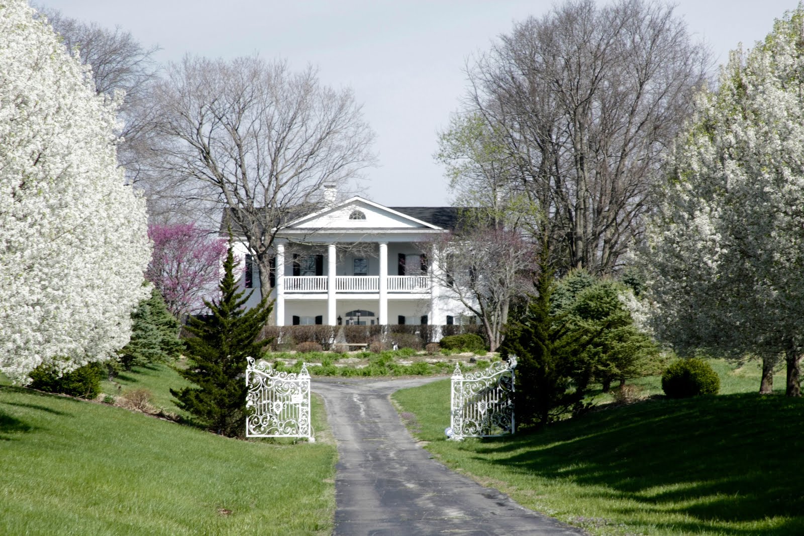 Kranky Granny: Durant Ashmore and the curse of the Bradford Pear Tree