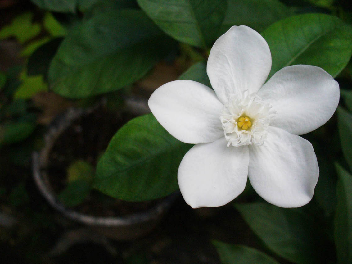 Gambarnya Aldriana: Bunga-bunga di Halaman Rumah