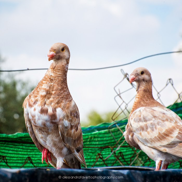 Criador de palomos El Nandi: Fotos de los palomos laudino sevillano del ...