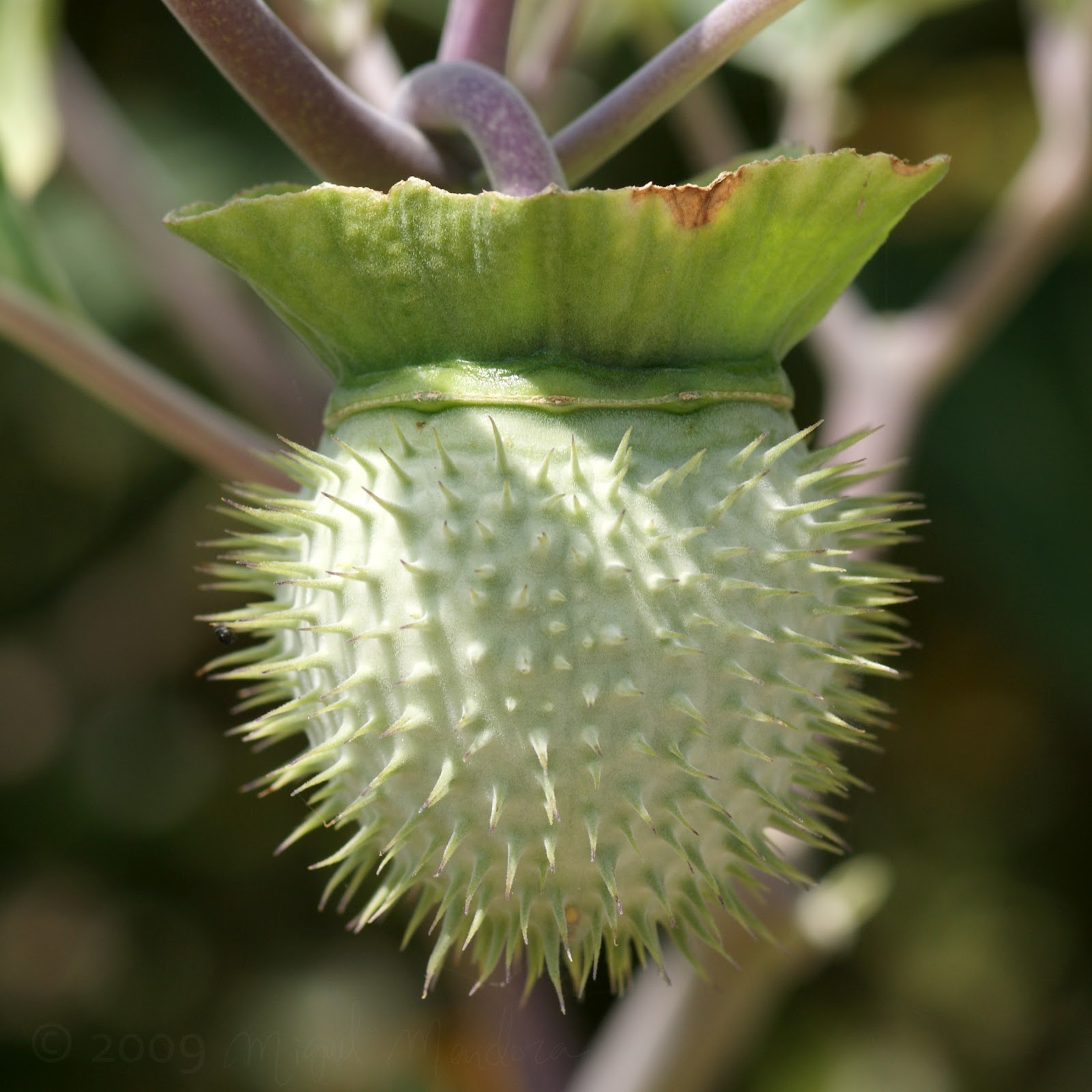 Plantas Medicinales de México Antiguo: 2012