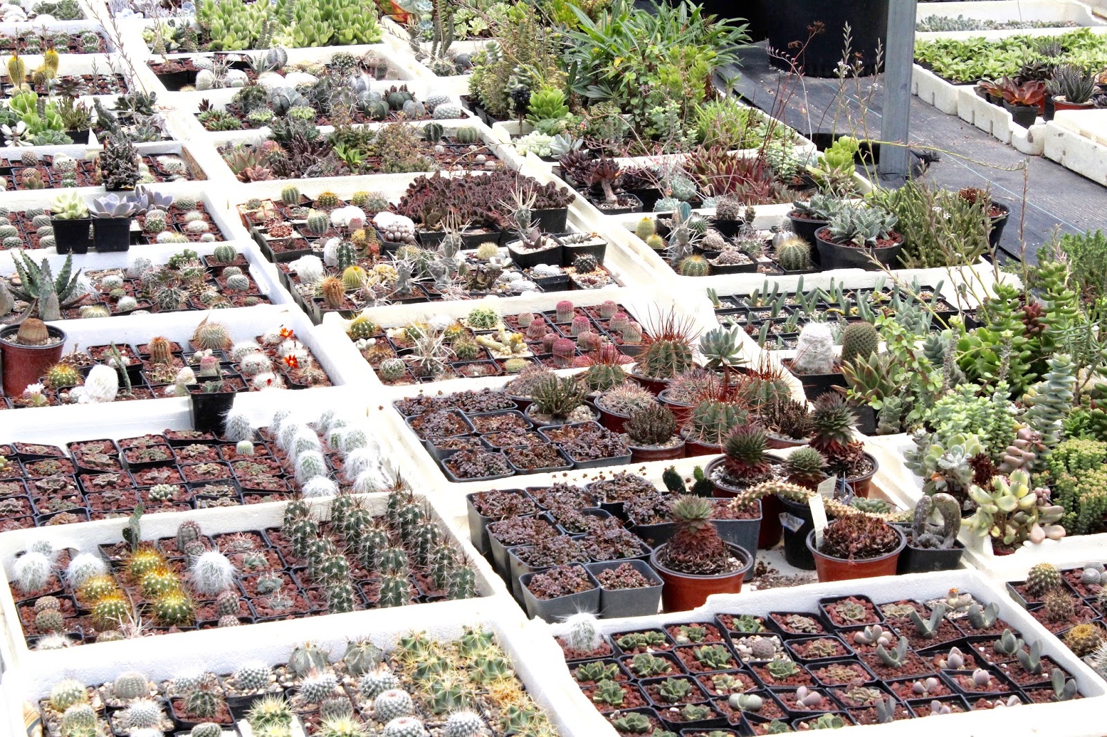 CACTUS NEUTLA ! UNA NUEVA AVENTURA!