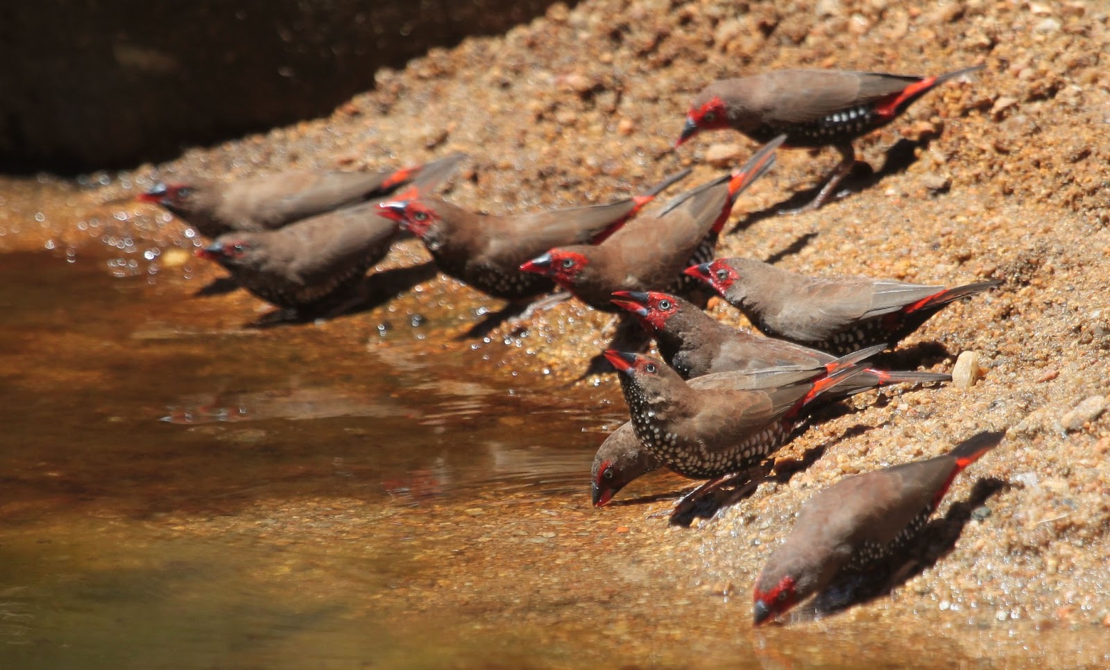 Richard Waring's Birds of Australia: Painted Finches and Black ...