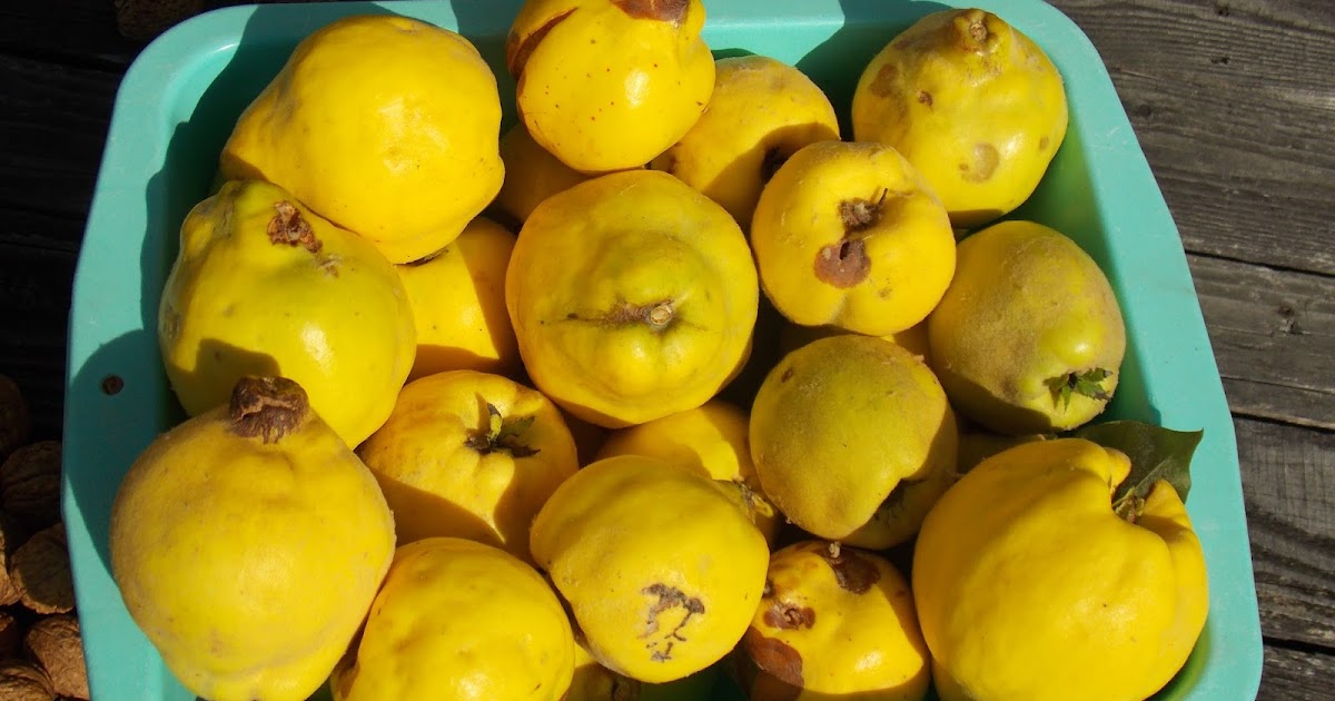 La récolte des coings