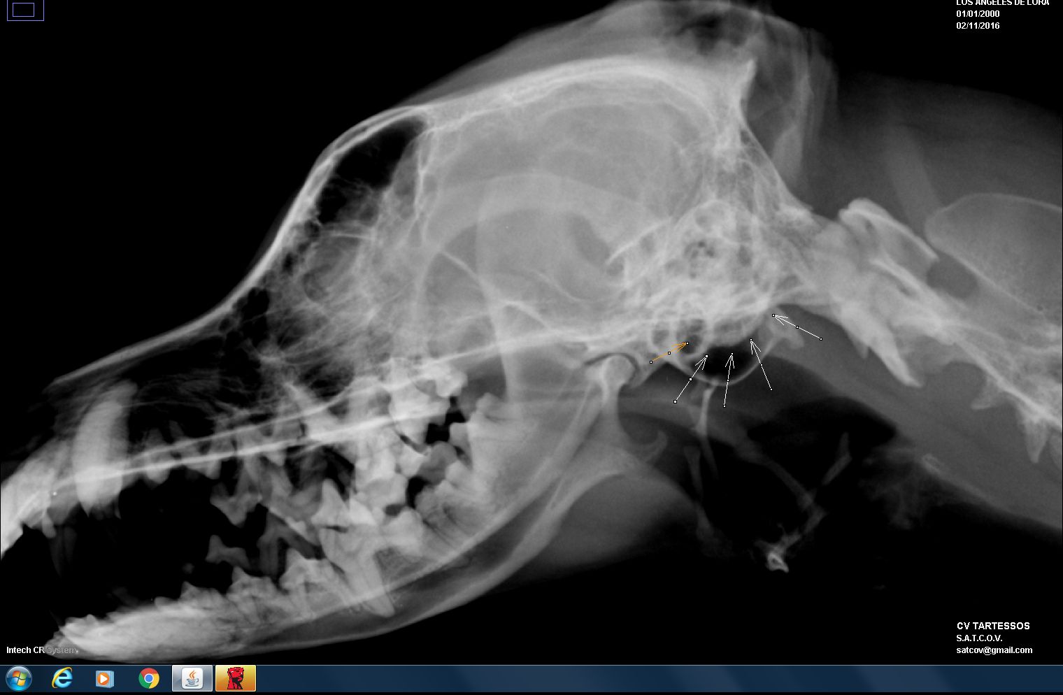 Traumatologia y Cirugia Ortopedica Veterinaria: TECALBO. Ablacion del ...