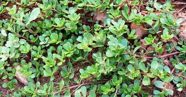 salud para todos: Para Que Sirve La Verdolaga